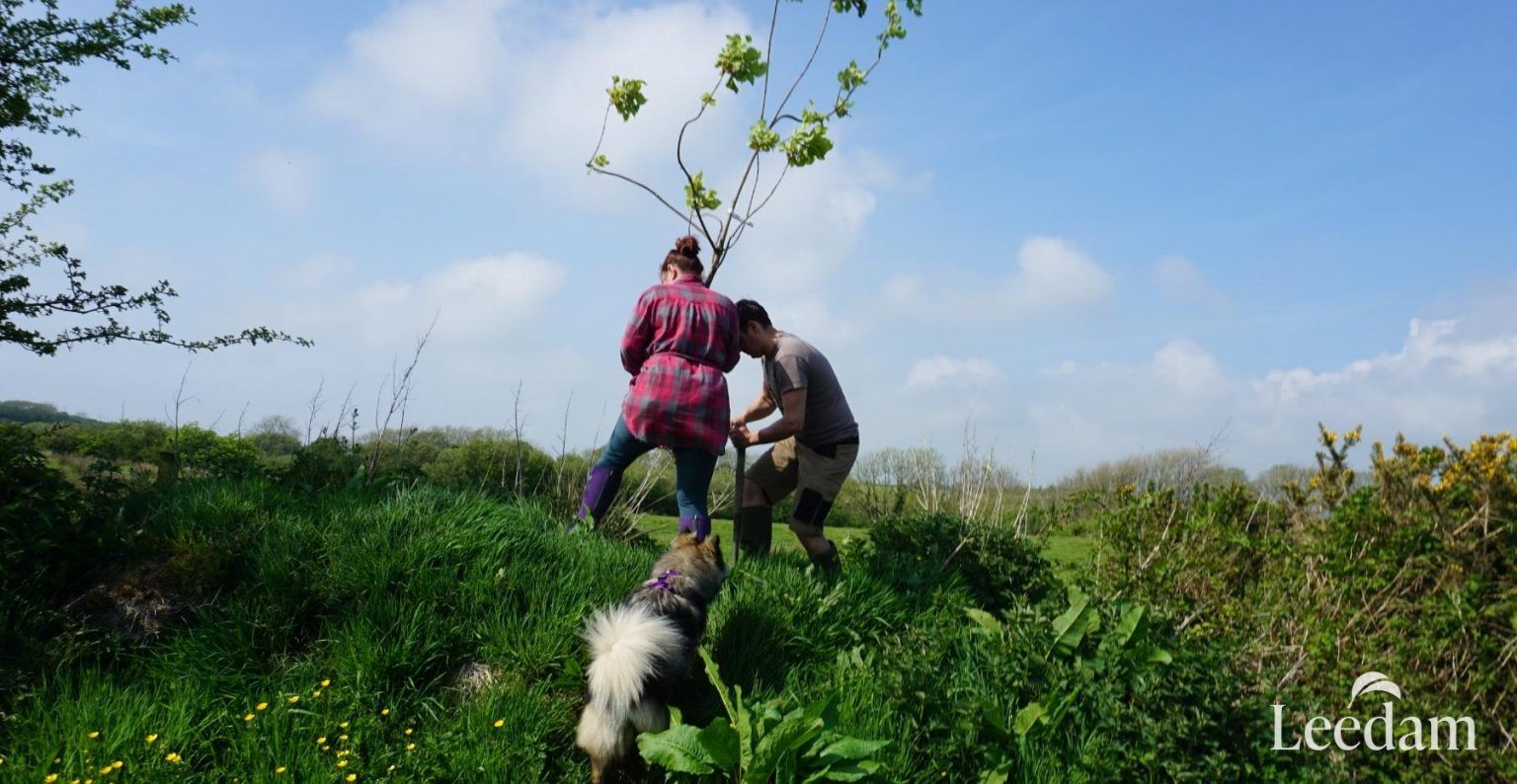 How to plant a memorial tree - a 6 step guide. - Leedam Natural Burials