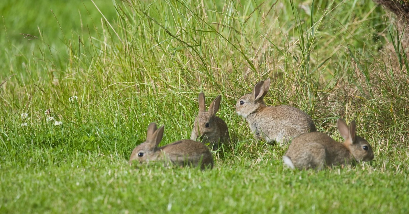 Spring is in the air - what to look out for! - Leedam Natural Burials