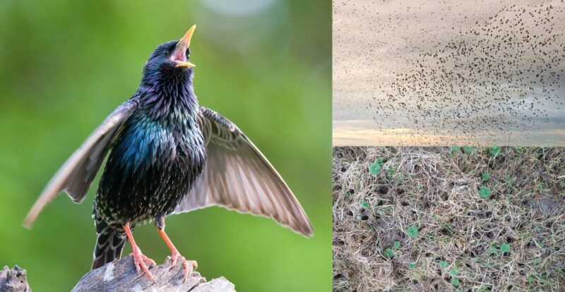 Watching for Birds this Weekend? - Birds at our Natural Burial Grounds ...