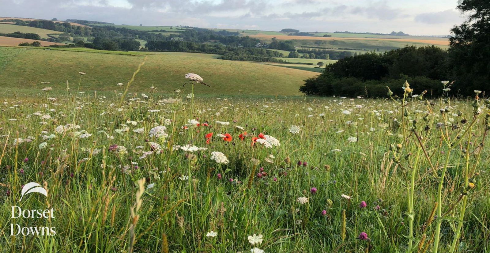 Catching up on 2021 with Dorset Downs Natural Burial Ground - Leedam ...