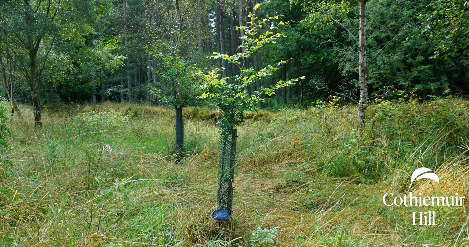 Natural memorials that are eco-friendly and down to earth - Leedam ...