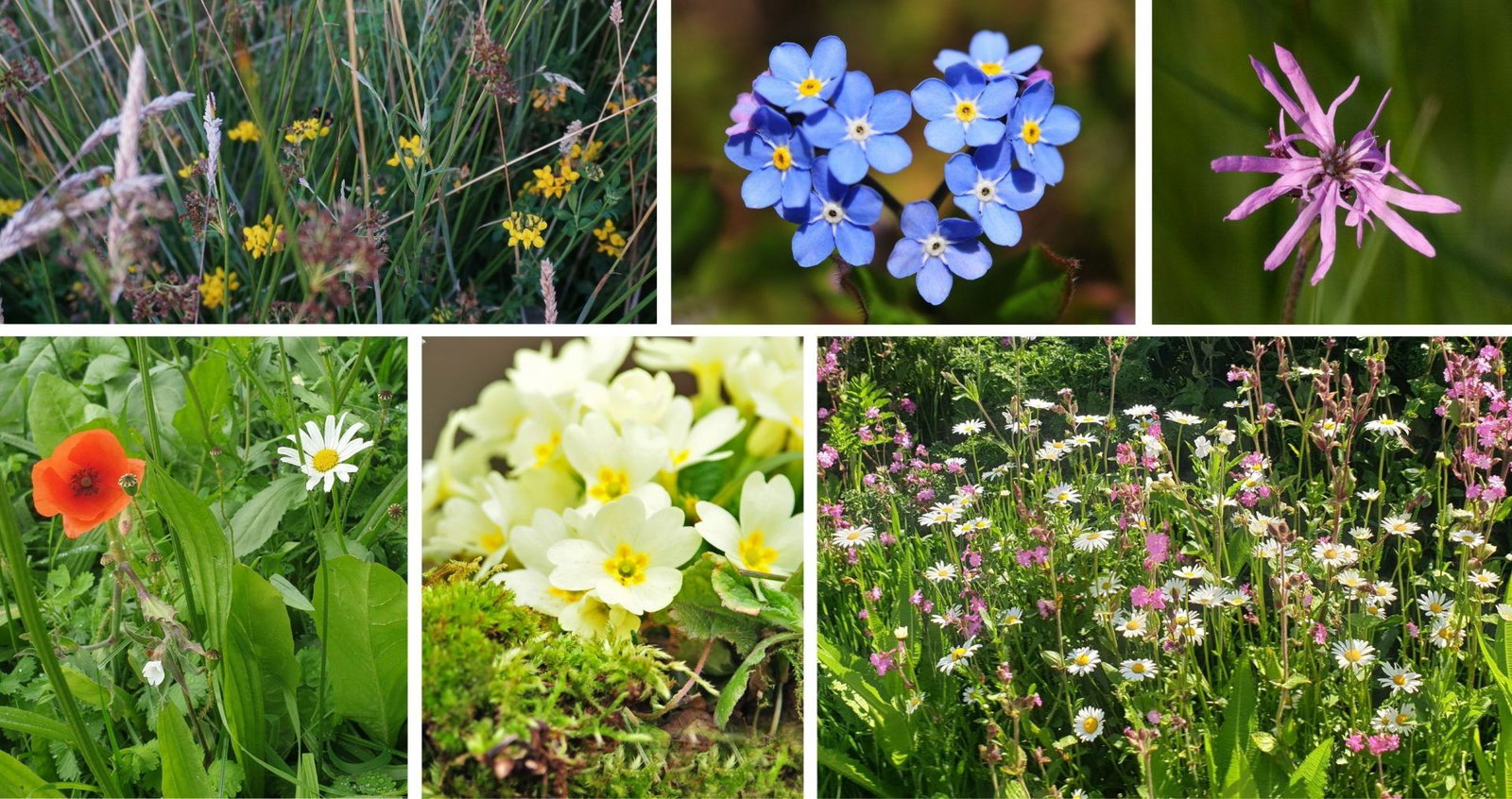 Natural memorials that are eco-friendly and down to earth - Leedam ...